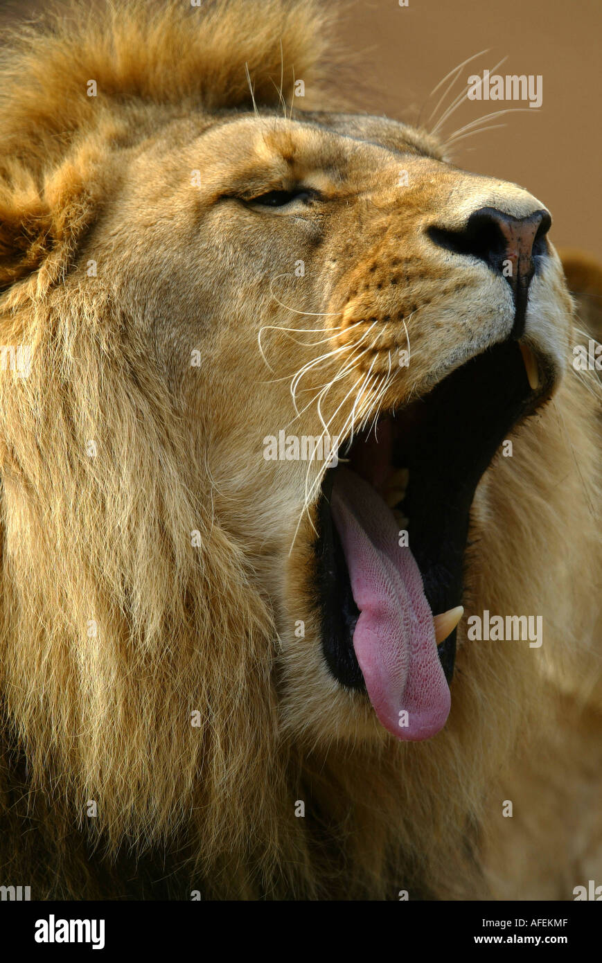 A male lion Stock Photo - Alamy