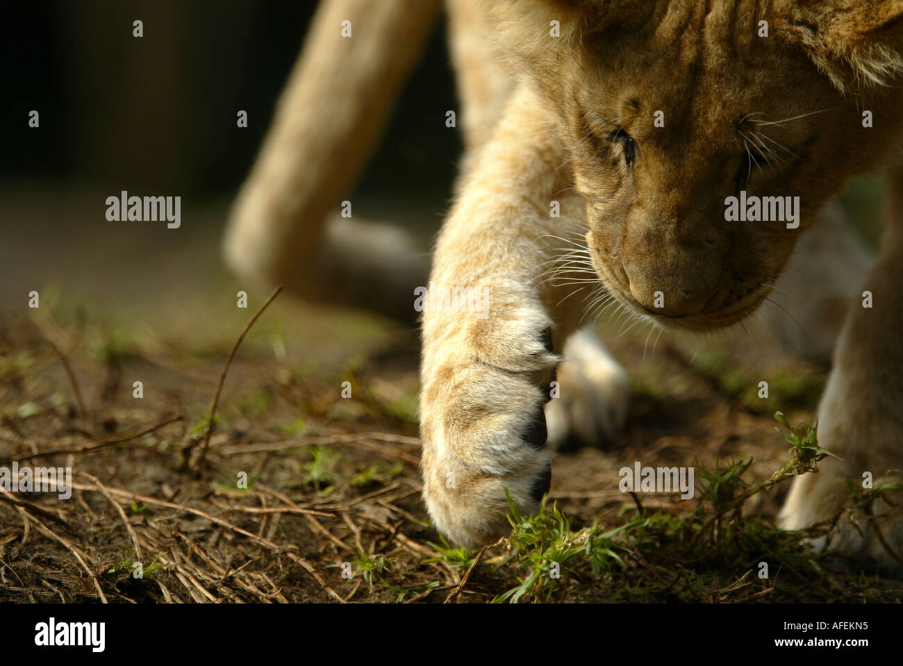 A lion cub playing Stock Photo - Alamy