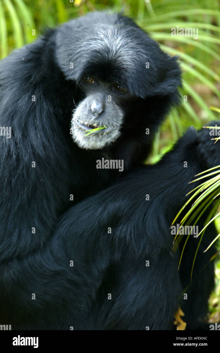 A Siamang Monkey Stock Photo - Alamy