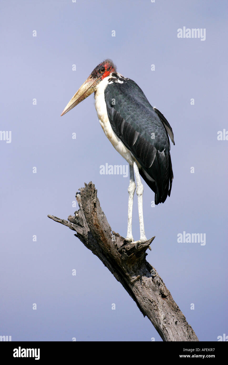 African stork marabou nest hi-res stock photography and images - Alamy