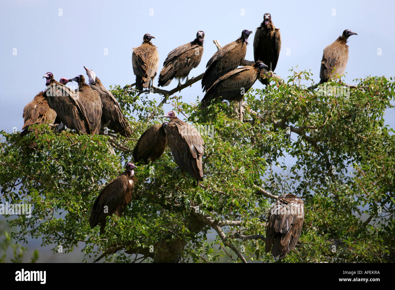 Vultures on a tree, South Africa Stock Photo - Alamy