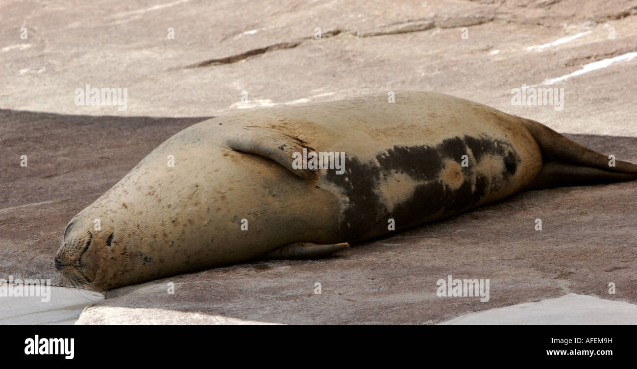 Phocidae zoo hi-res stock photography and images - Alamy