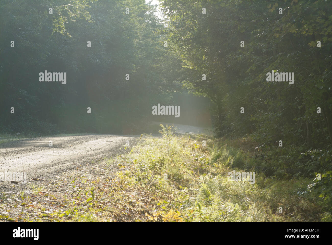 The sun breaks through the forest on Gale River Loop Road in the White ...