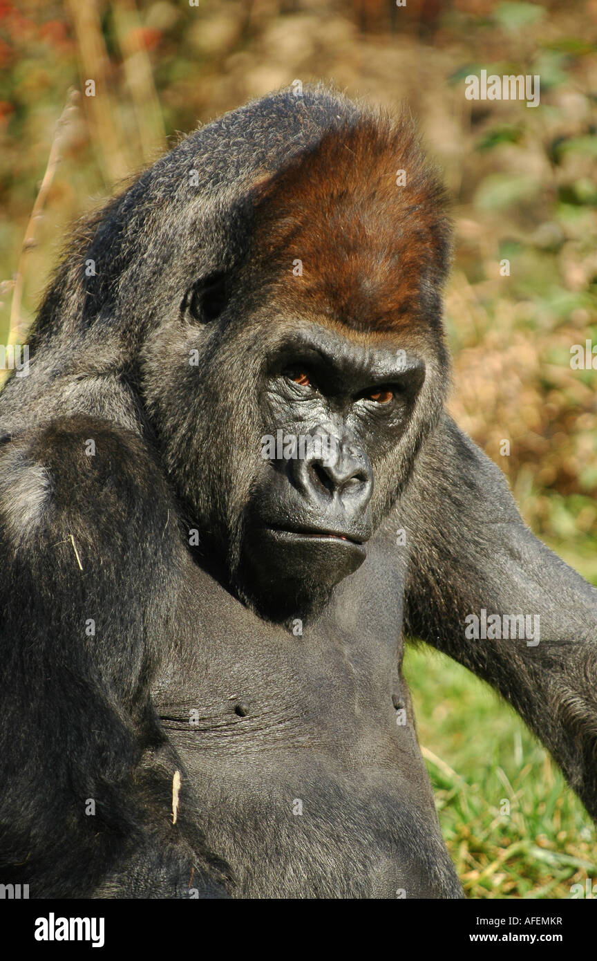 Male Gorilla staring down the photographer Stock Photo - Alamy