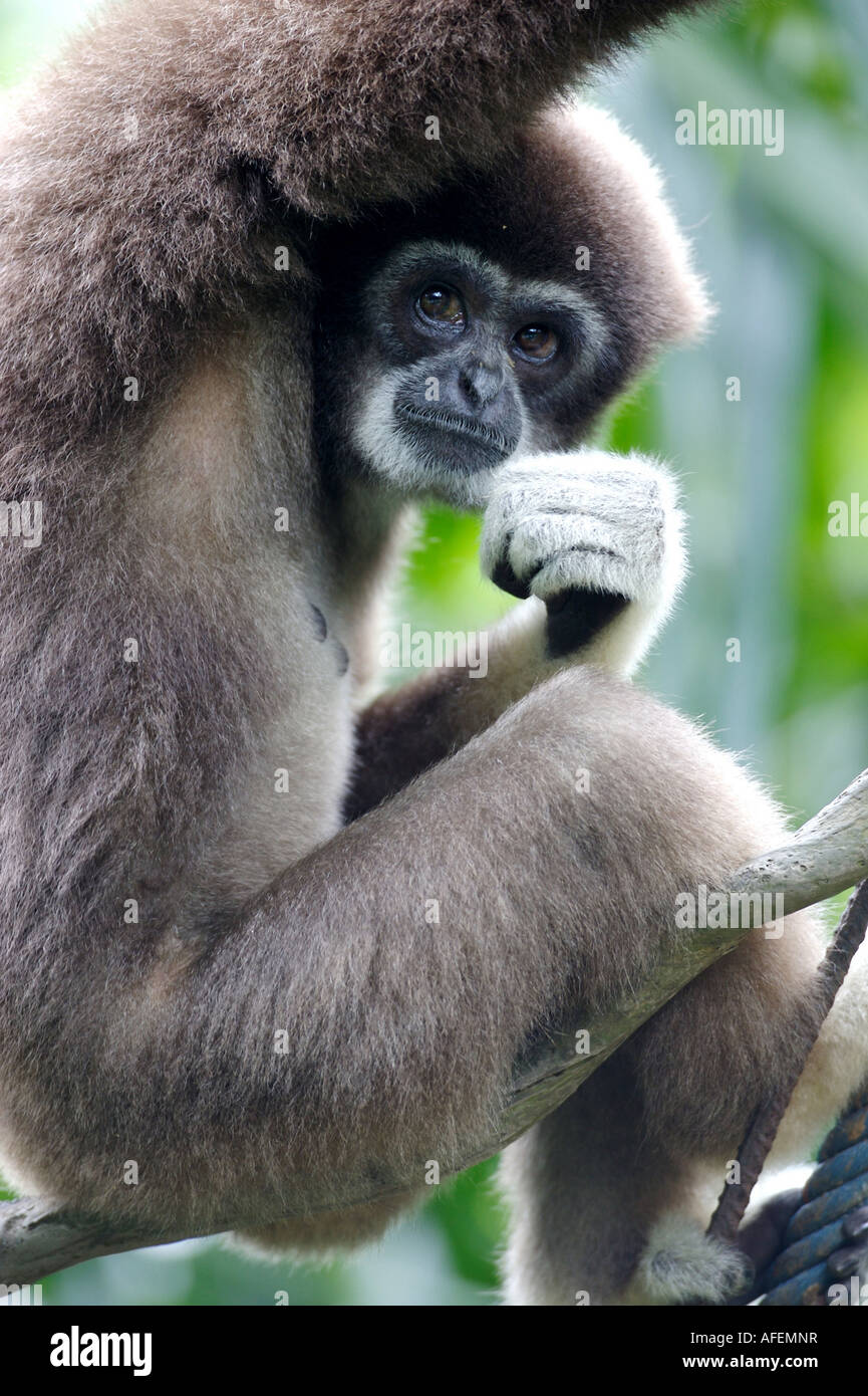White Handed Gibbon Stock Photo - Alamy
