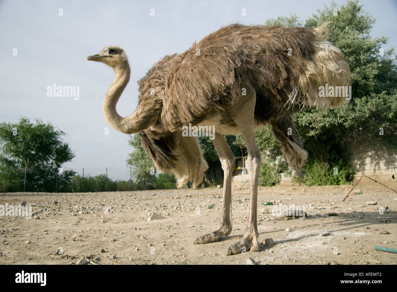Ostrich a two toed african bird that runs very fast but cannot fly it ...