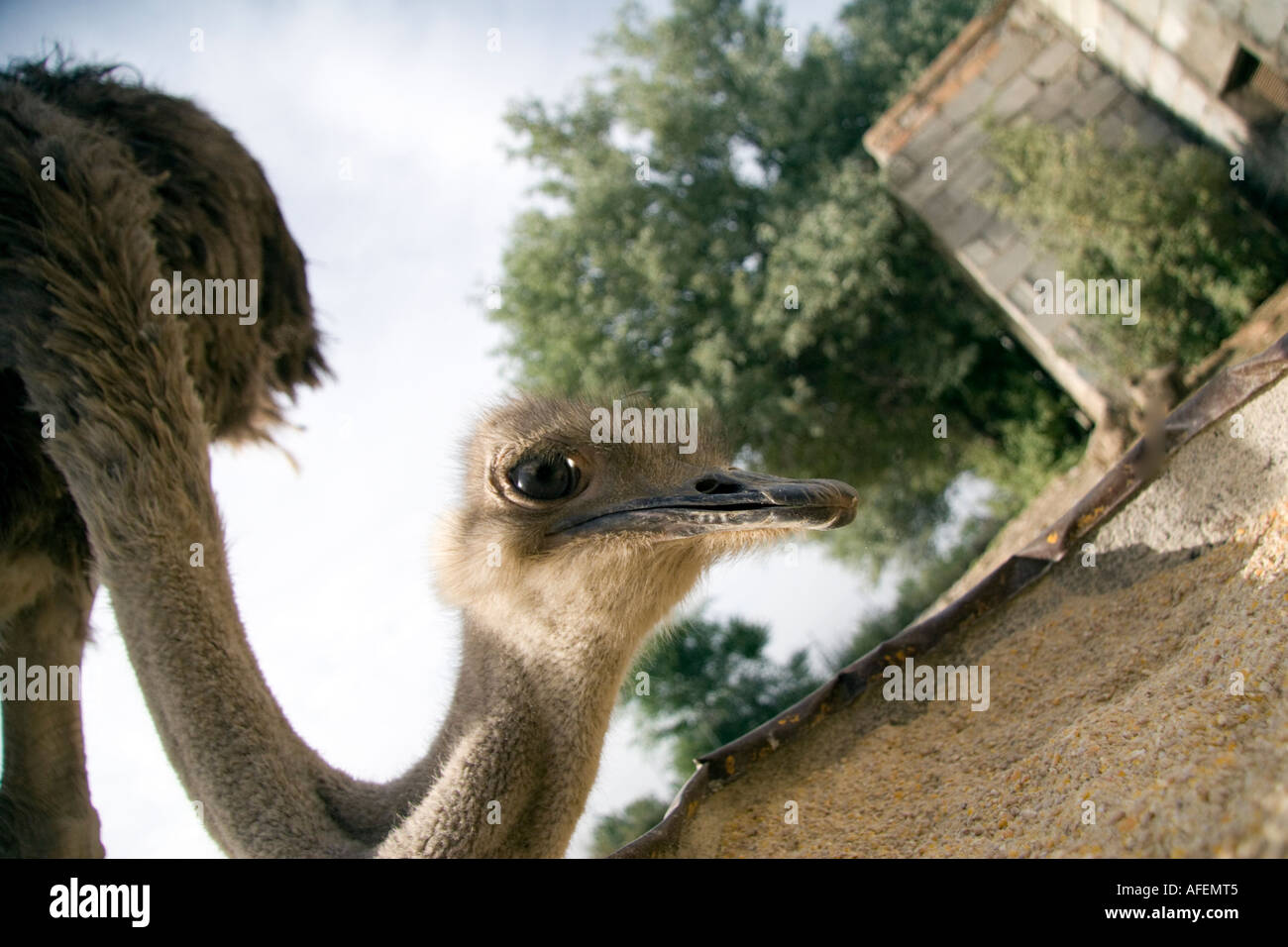 Ostrich a two toed african bird that runs very fast but cannot fly it ...