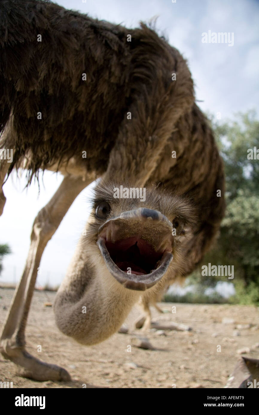Ostrich a two toed african bird that runs very fast but cannot fly it ...