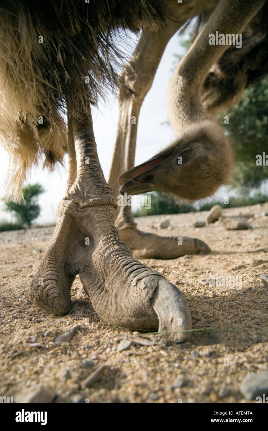 Ostrich a two toed african bird that runs very fast but cannot fly it ...