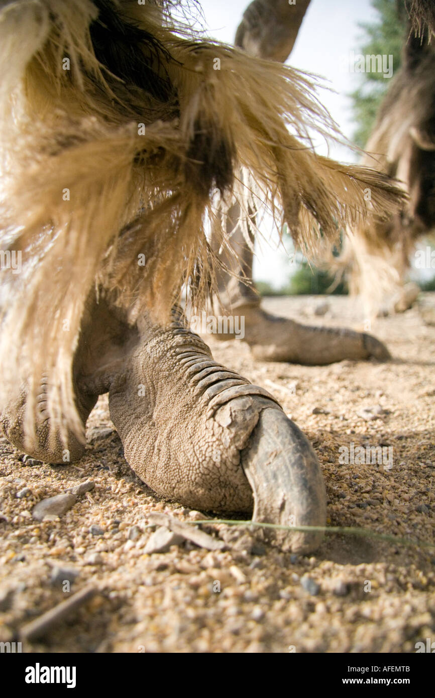 Ostrich a two toed african bird that runs very fast but cannot fly it ...