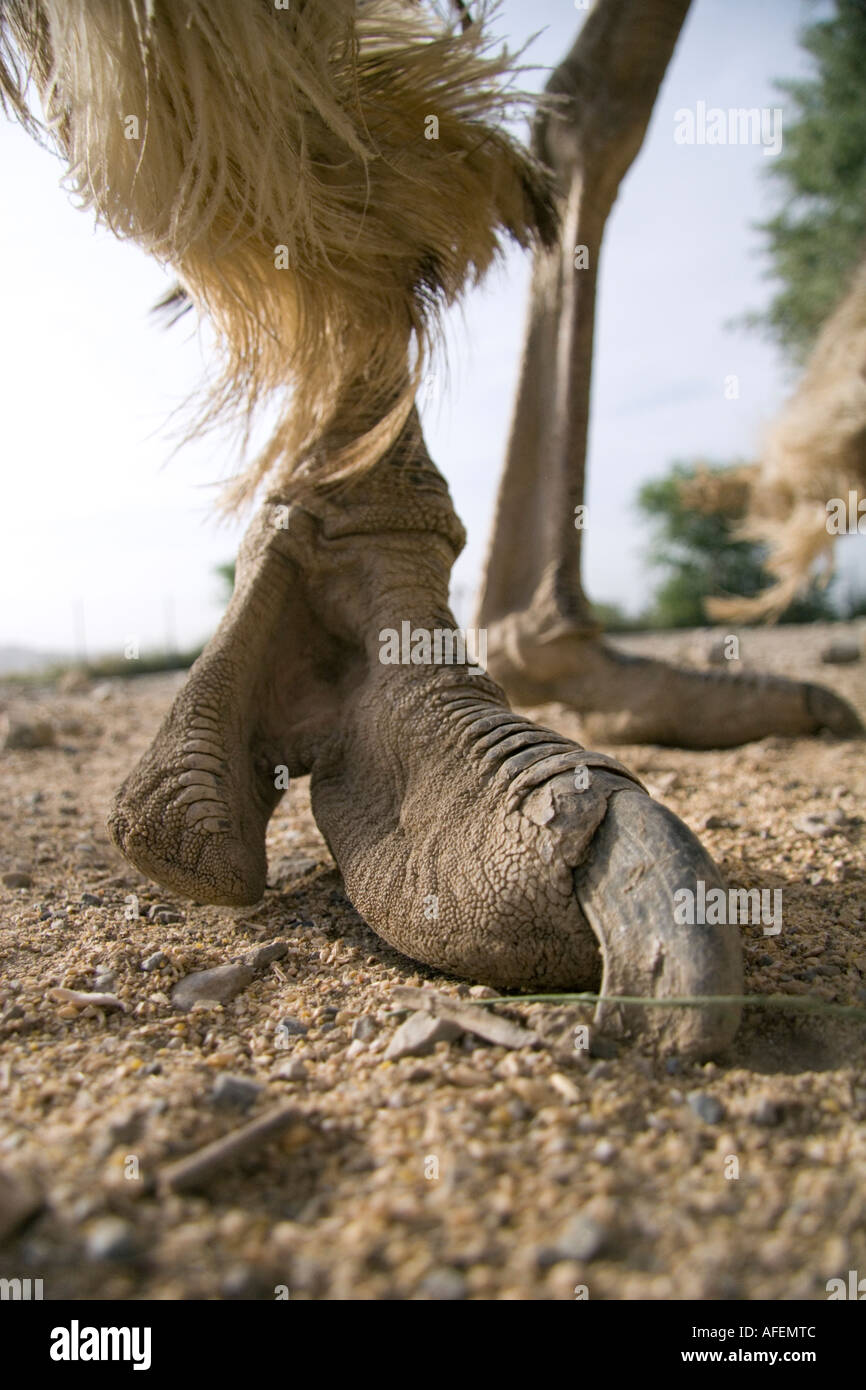Ostrich a two toed african bird that runs very fast but cannot fly it ...