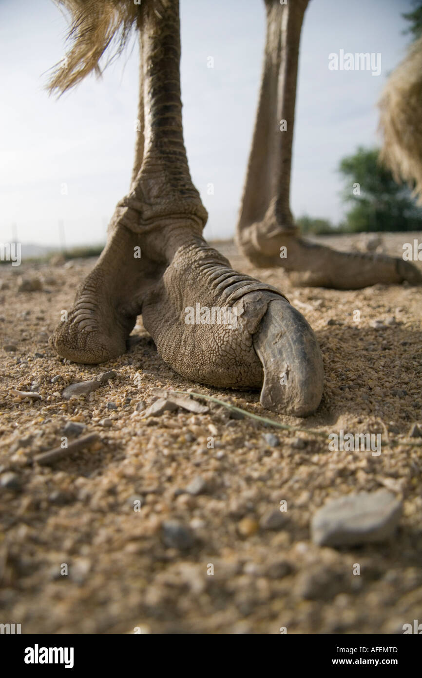 Ostrich a two toed african bird that runs very fast but cannot fly it ...