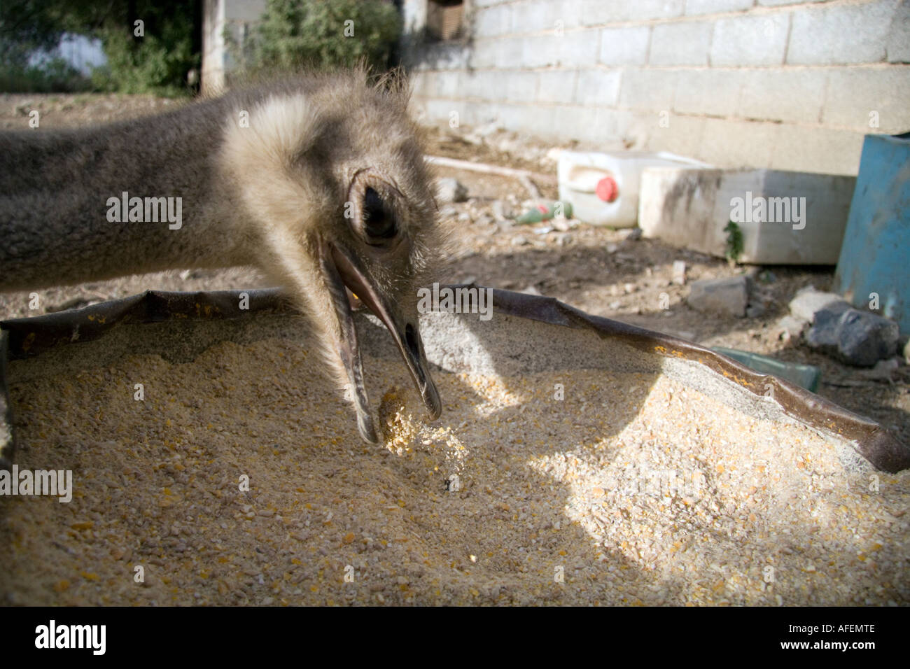 Ostrich a two toed african bird that runs very fast but cannot fly it ...
