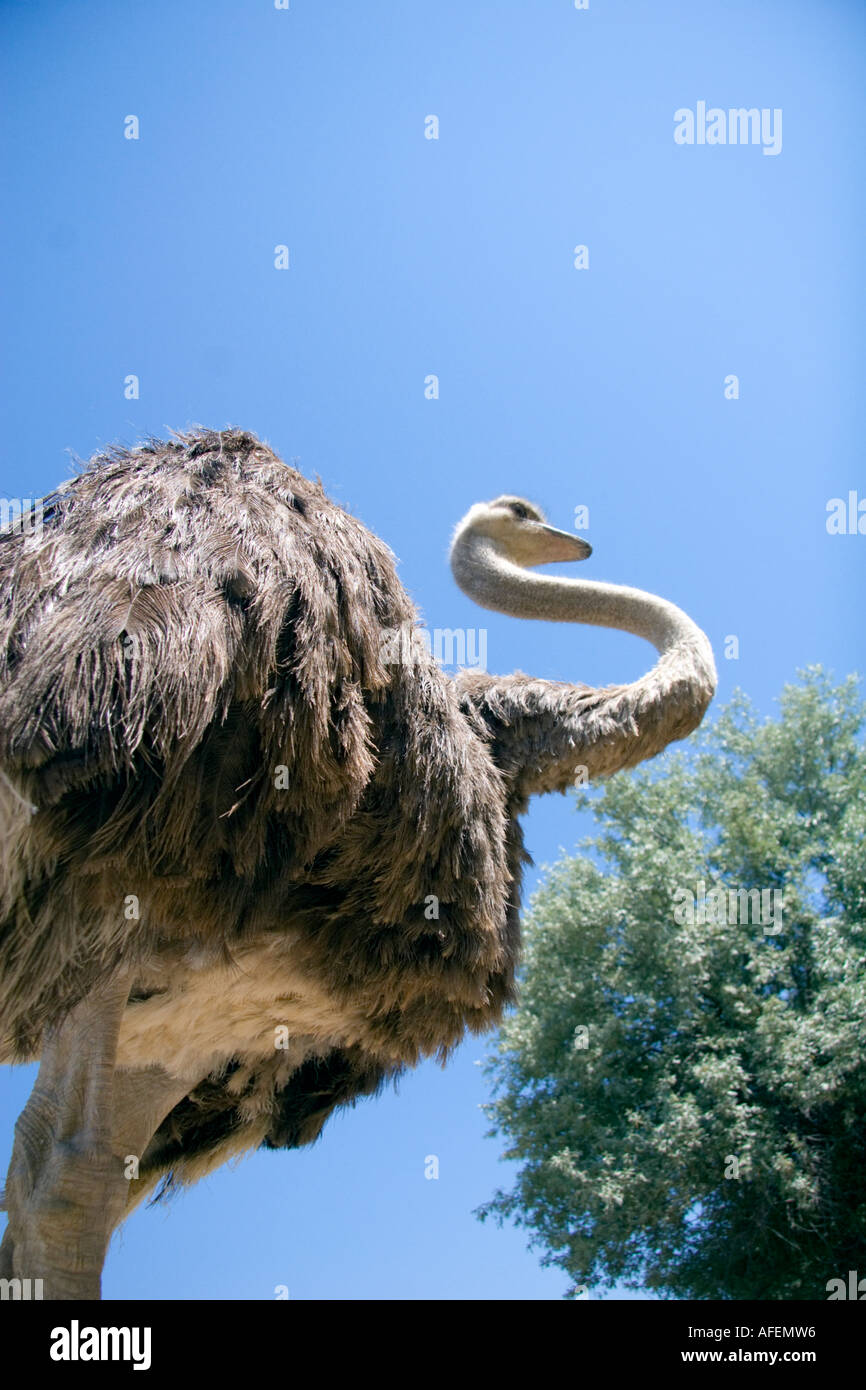 Ostrich a two toed african bird that runs very fast but cannot fly it ...