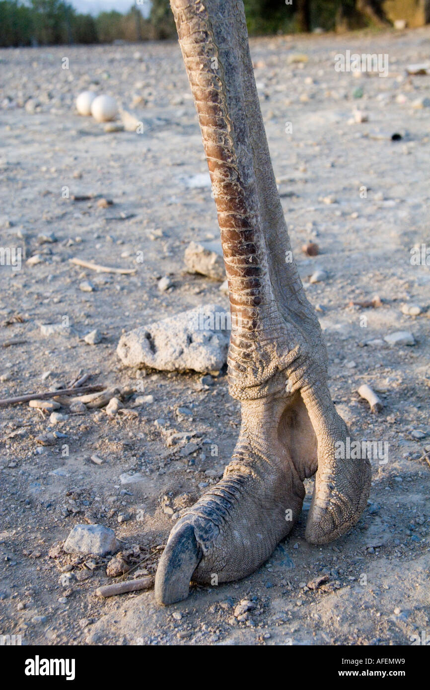 Ostrich a two toed african bird that runs very fast but cannot fly it ...