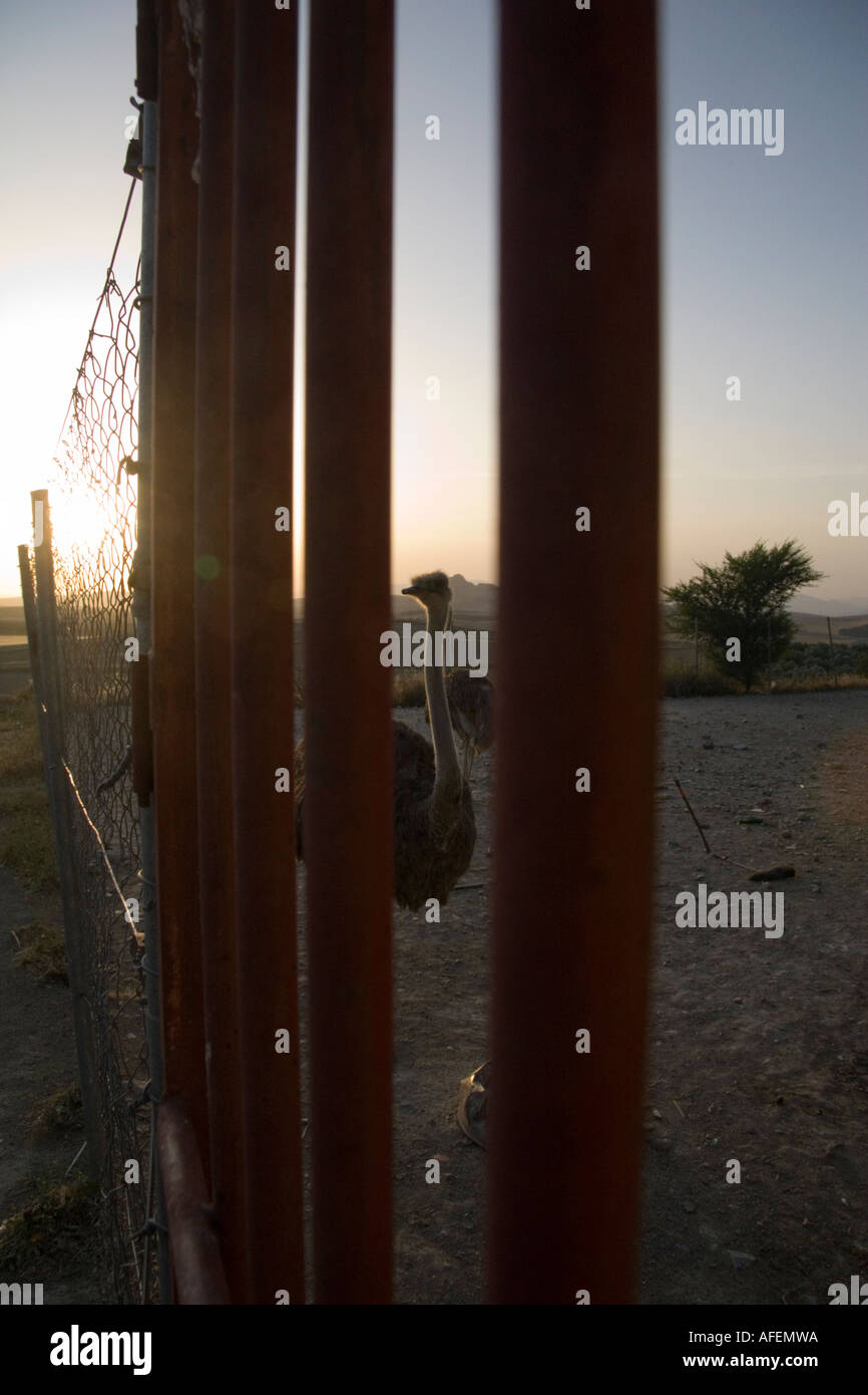 Ostrich a two toed african bird that runs very fast but cannot fly it ...