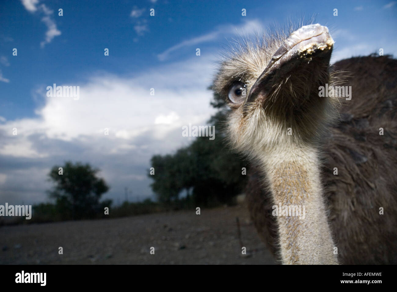 Ostrich a two toed african bird that runs very fast but cannot fly it ...