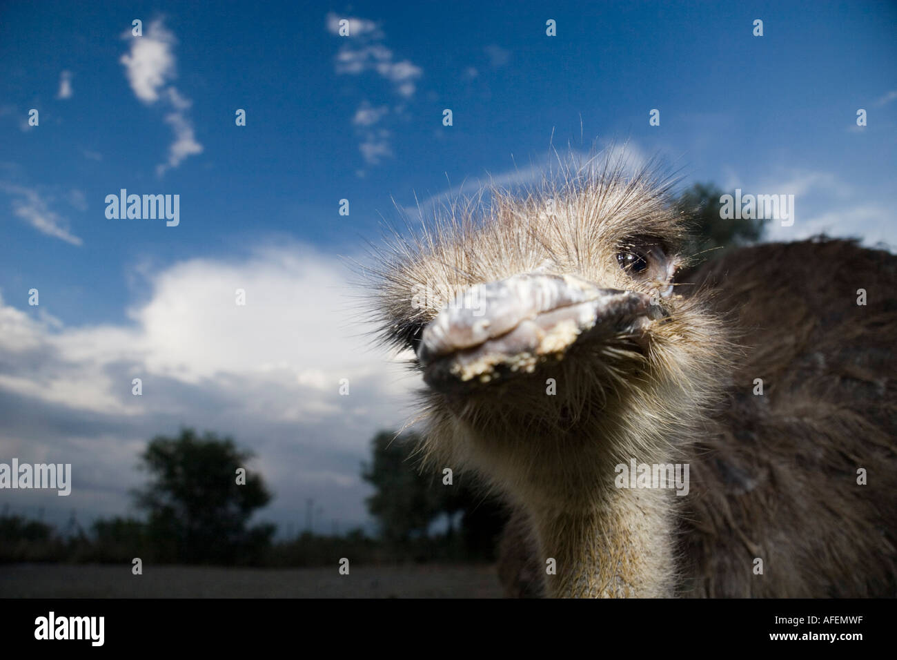 Ostrich a two toed african bird that runs very fast but cannot fly it ...