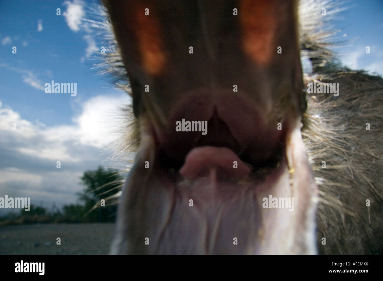 Ostrich a two toed african bird that runs very fast but cannot fly it ...