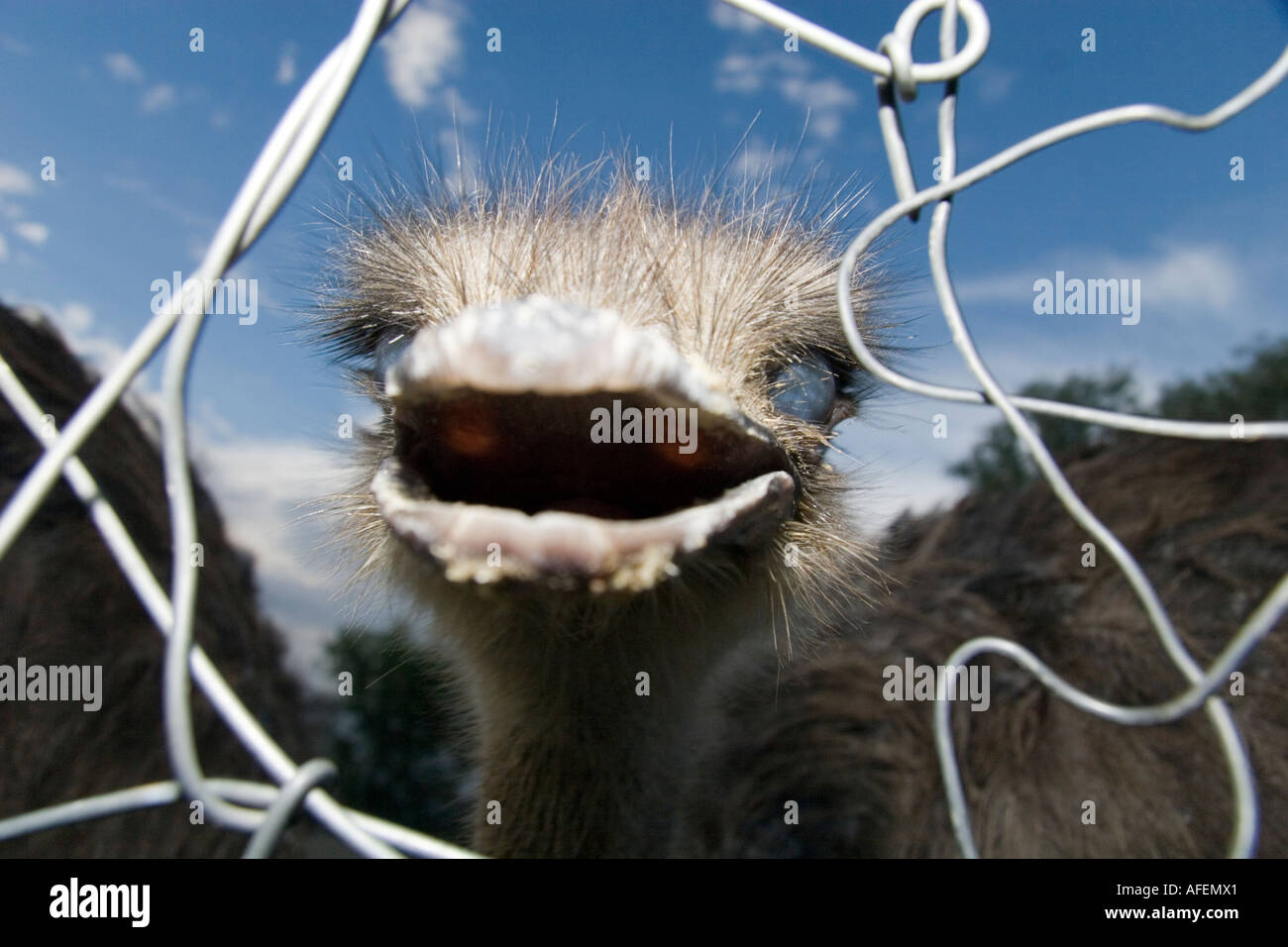 Ostrich a two toed african bird that runs very fast but cannot fly it ...