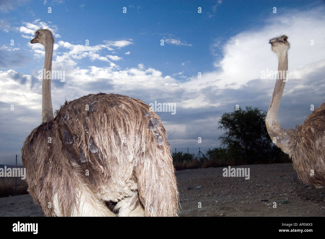 Ostrich a two toed african bird that runs very fast but cannot fly it ...