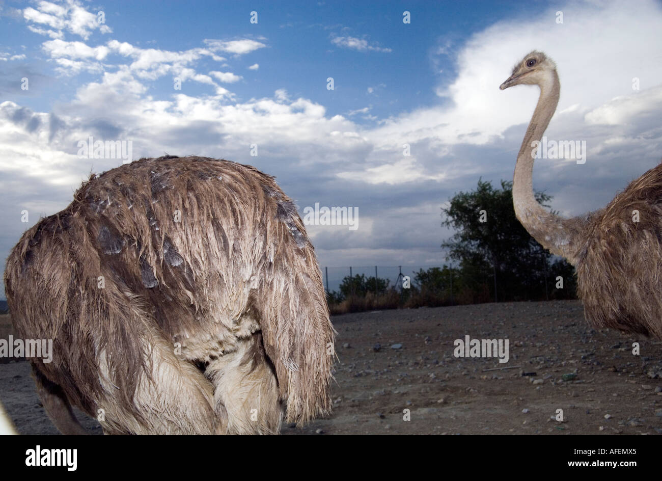Ostrich a two toed african bird that runs very fast but cannot fly it ...
