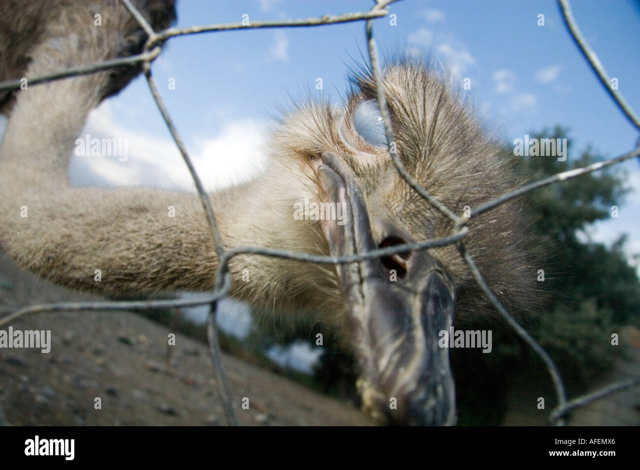 Ostrich a two toed african bird that runs very fast but cannot fly it ...