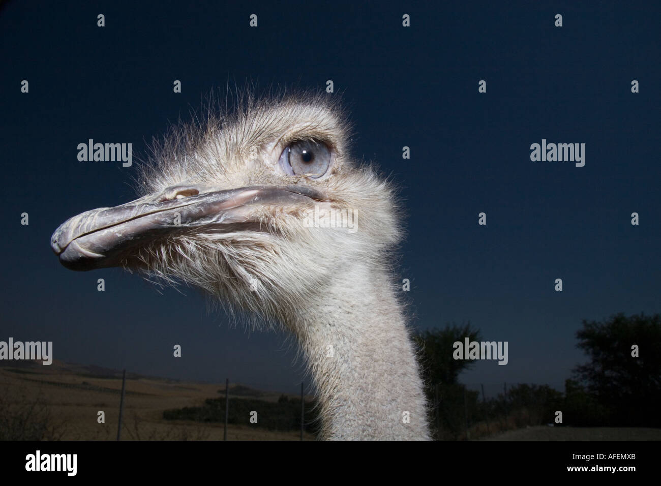 Ostrich a two toed african bird that runs very fast but cannot fly it ...