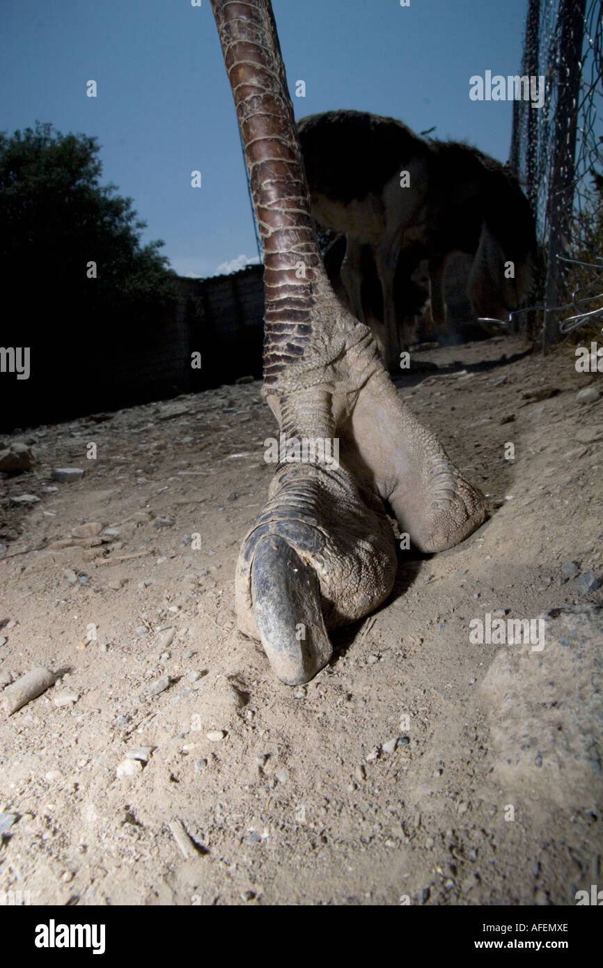 Ostrich a two toed african bird that runs very fast but cannot fly it ...
