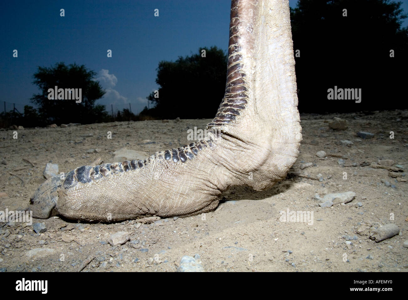 Ostrich a two toed african bird that runs very fast but cannot fly it ...
