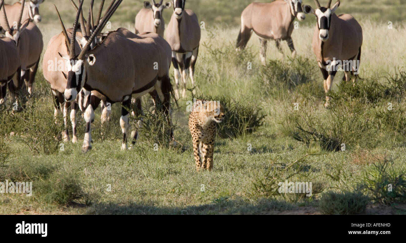 He mobbed hi-res stock photography and images - Alamy