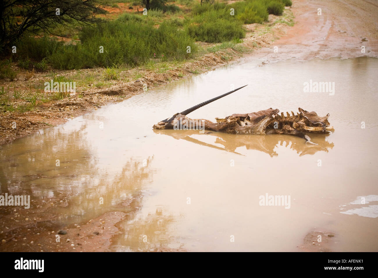 Antelope carcass hi-res stock photography and images - Alamy