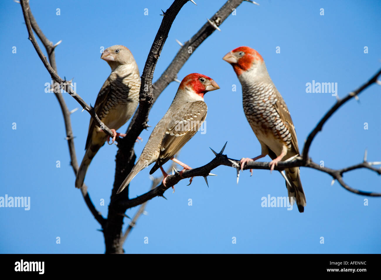 Redheaded finch hi-res stock photography and images - Alamy