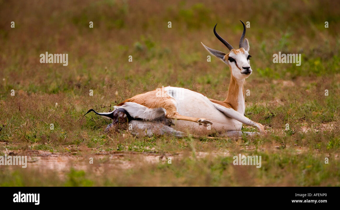 Baby birth africa hi-res stock photography and images - Alamy
