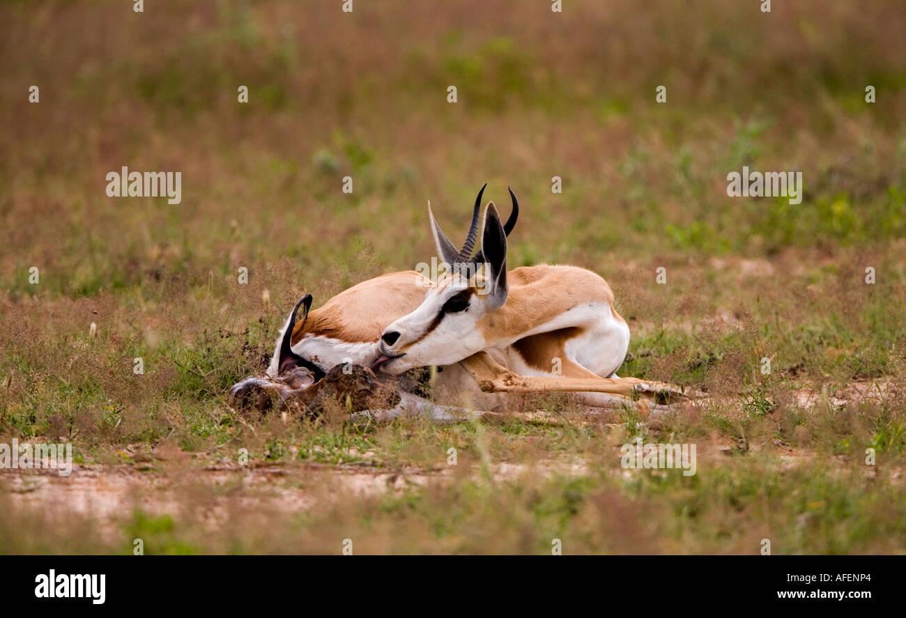 springbok giving birth to twins-3 Stock Photo - Alamy