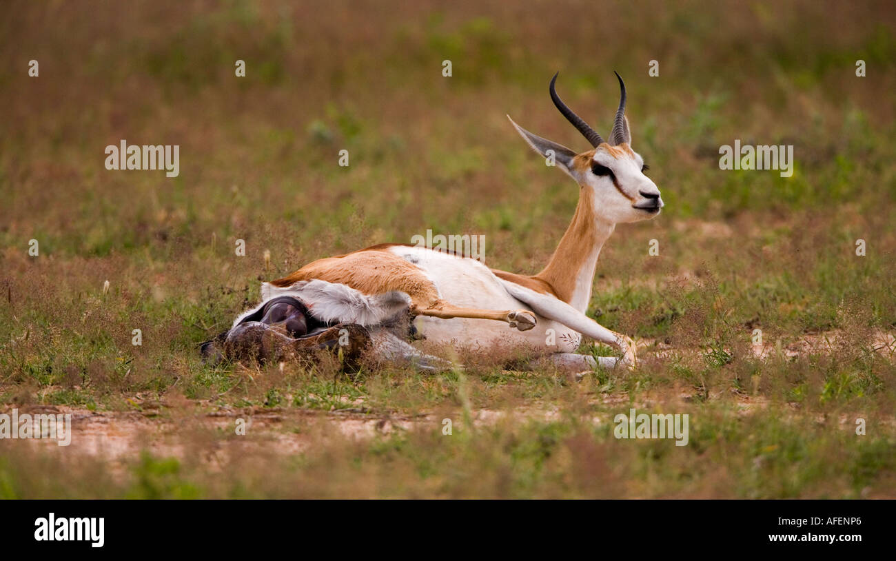 Springbok baby south africa hi-res stock photography and images - Alamy