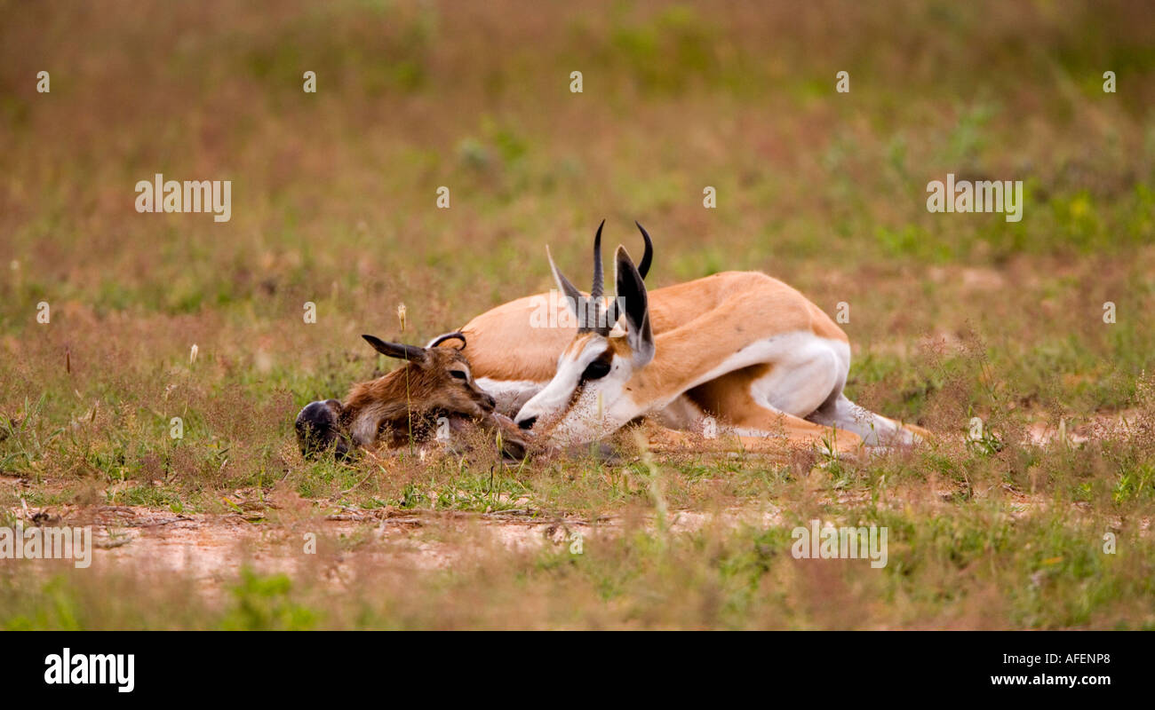 springbok giving birth to twins-5 Stock Photo - Alamy