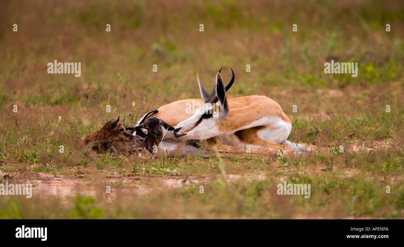 springbok giving birth to twins-6 Stock Photo - Alamy