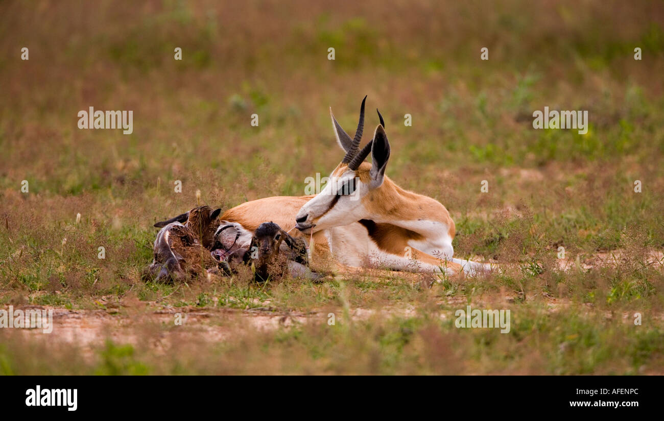 springbok giving birth to twins-7 Stock Photo - Alamy