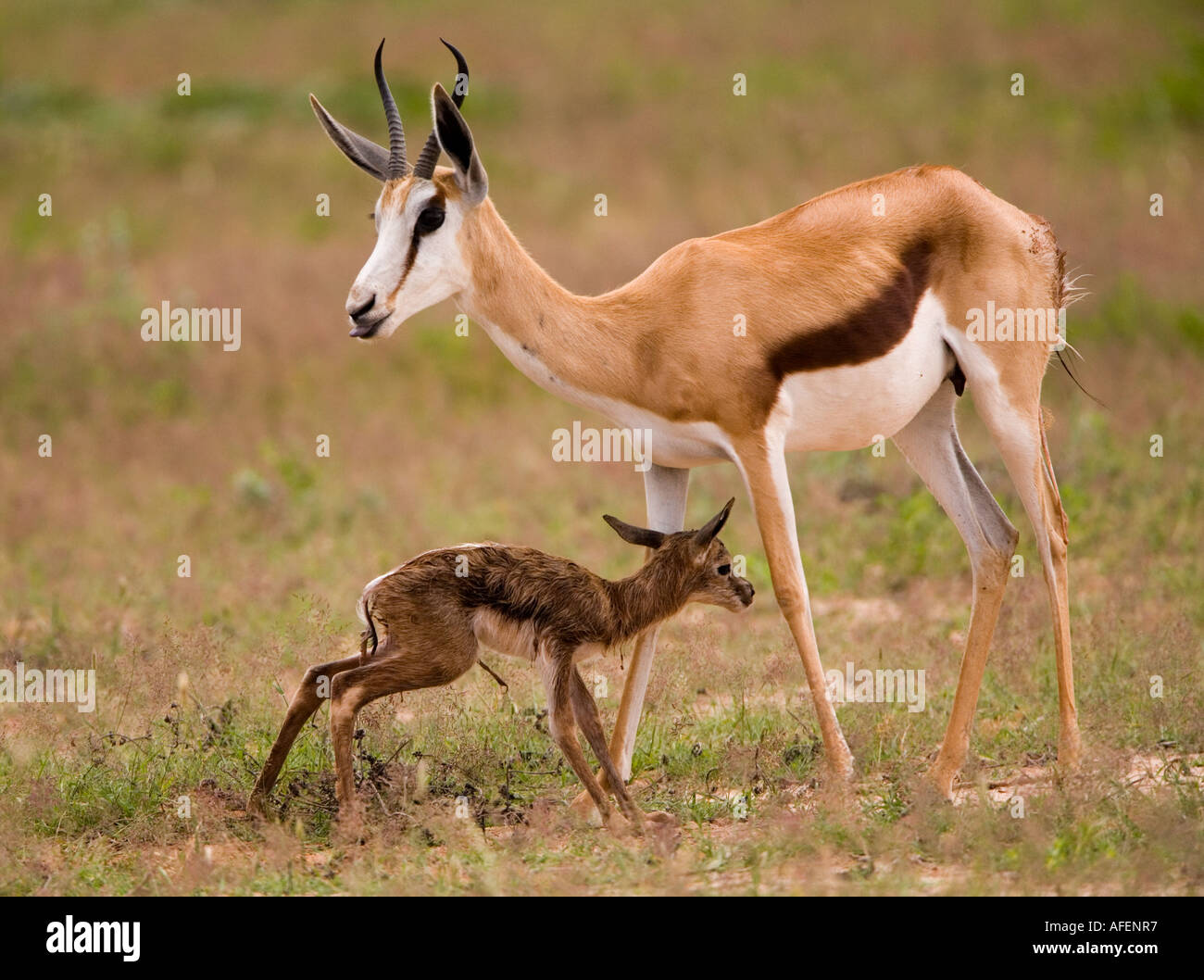 springbok giving birth to twins-12 Stock Photo - Alamy