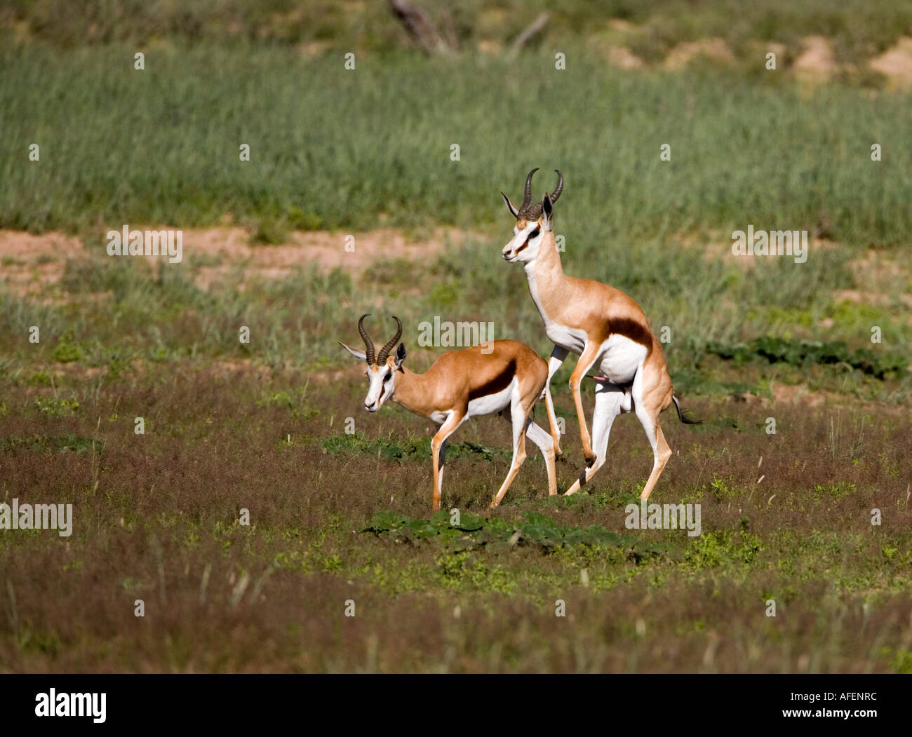 Wildlife Africa Springbok Mating High Resolution Stock Photography and ...