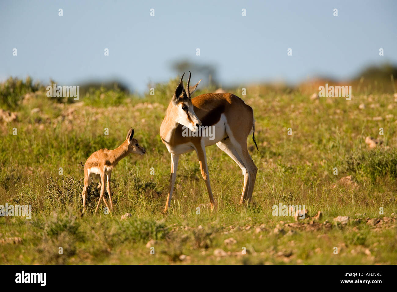springbok with young Stock Photo - Alamy