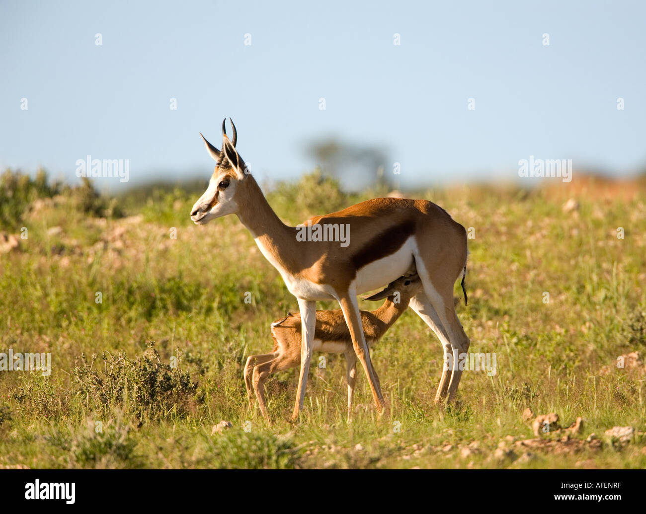 springbok with young suckling Stock Photo - Alamy