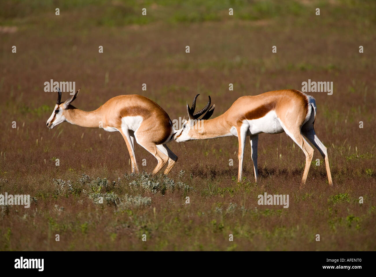 springbok mating behavior Stock Photo - Alamy