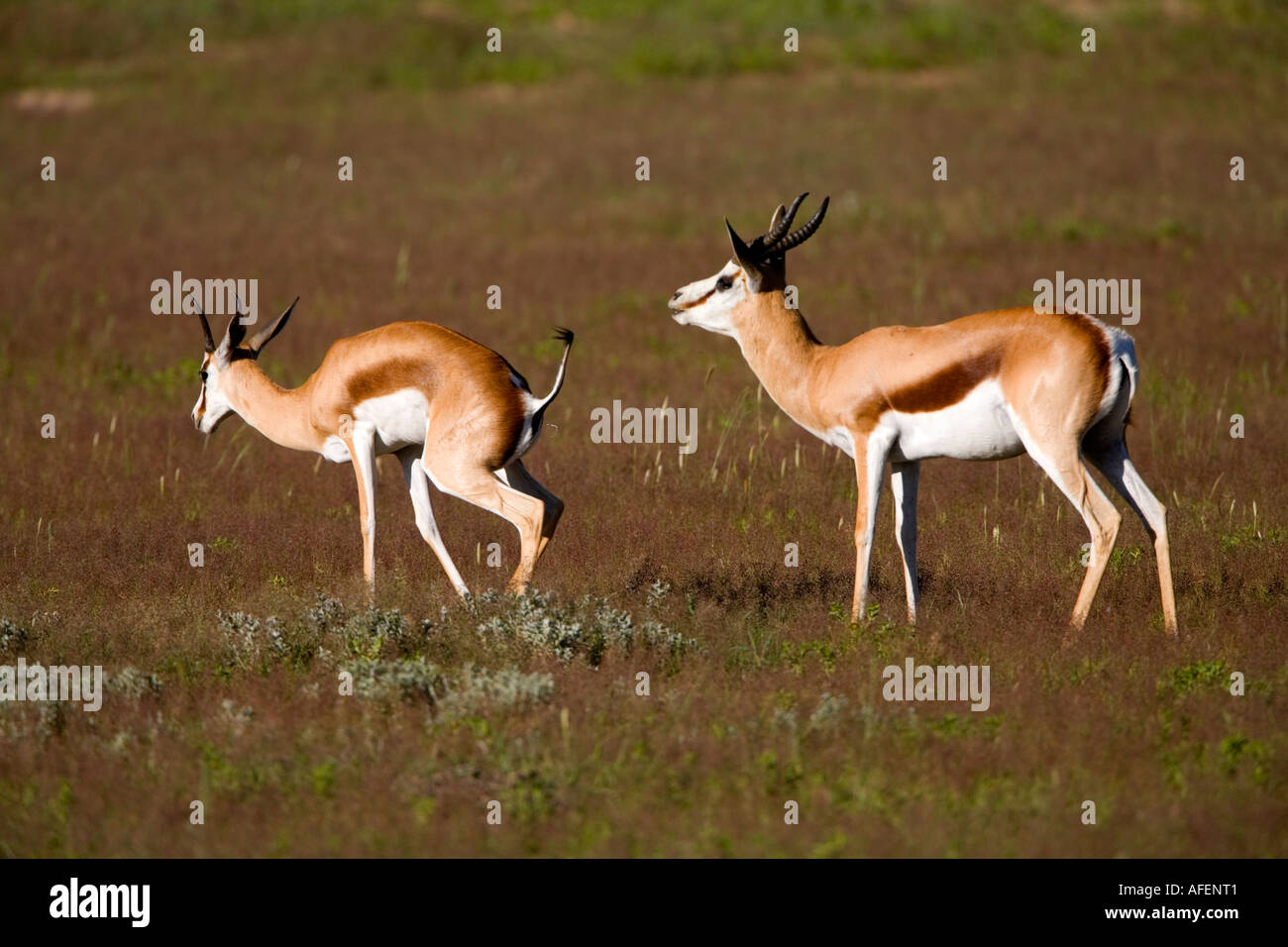 springbok mating behavior Stock Photo - Alamy