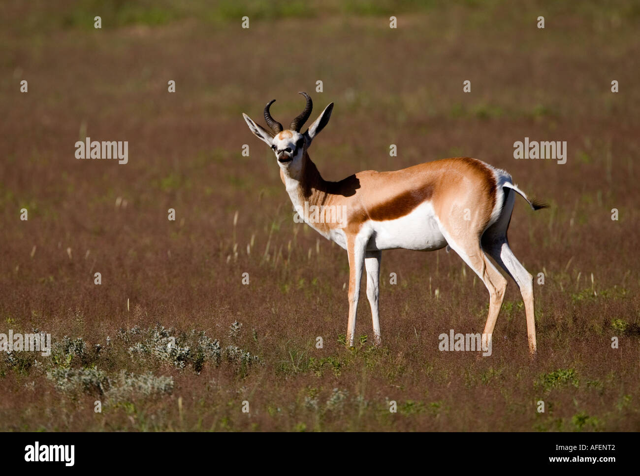 Springbok mating wildlife africa hi-res stock photography and images ...