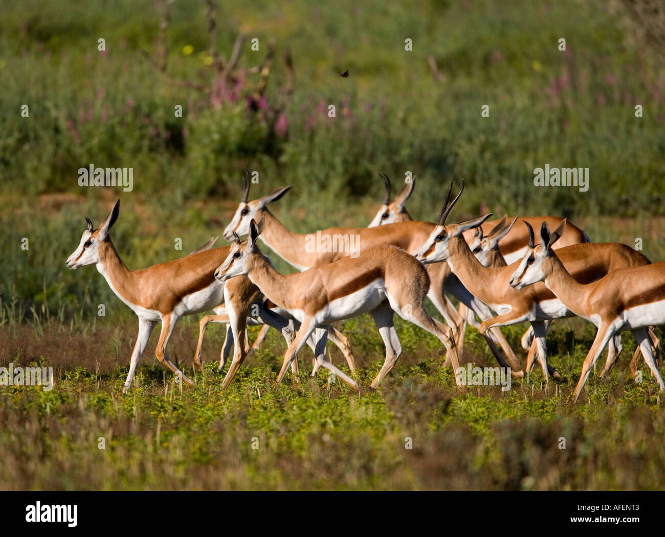 springbok herd running Stock Photo - Alamy