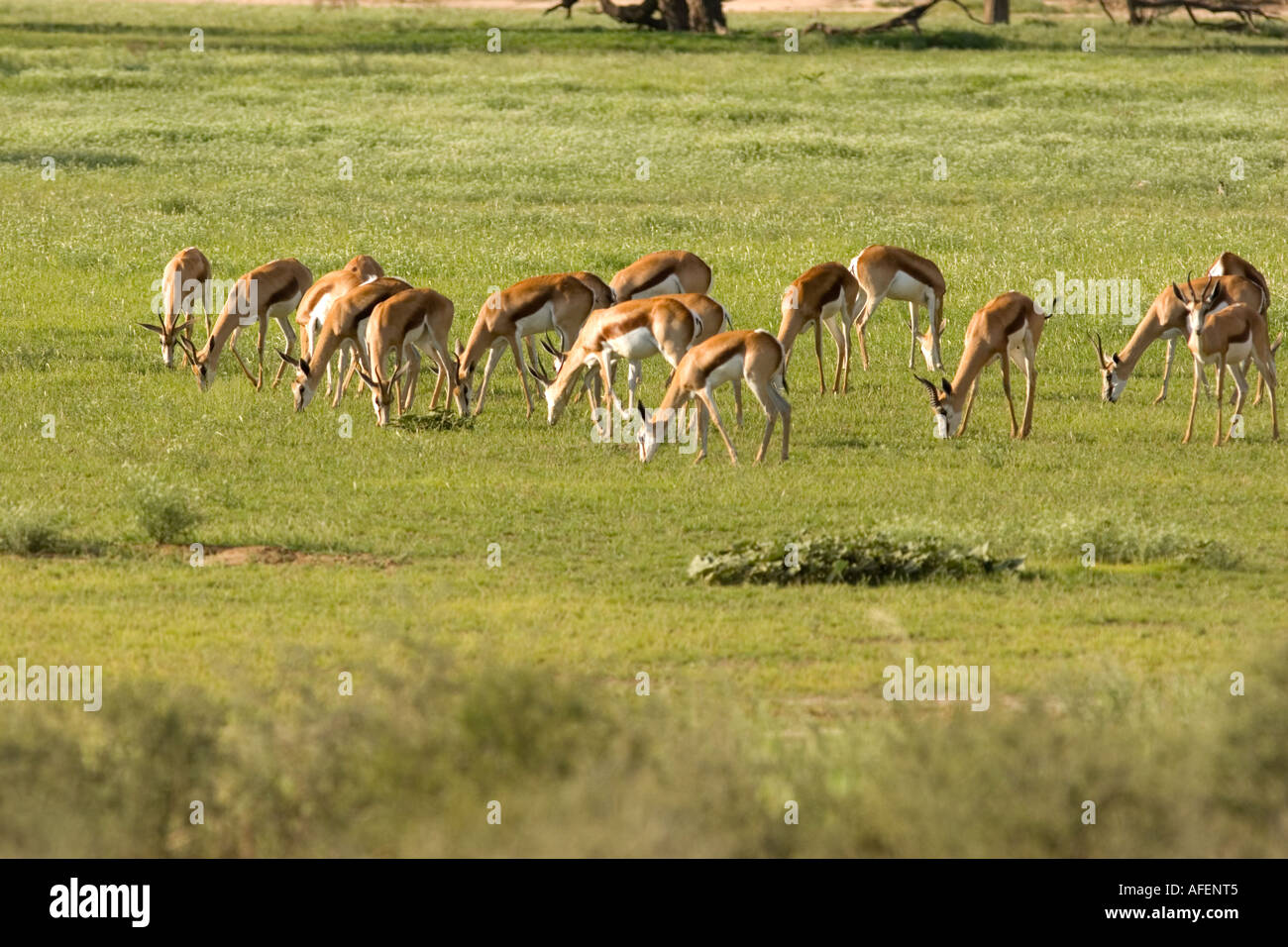 springbok herd grazing Stock Photo - Alamy