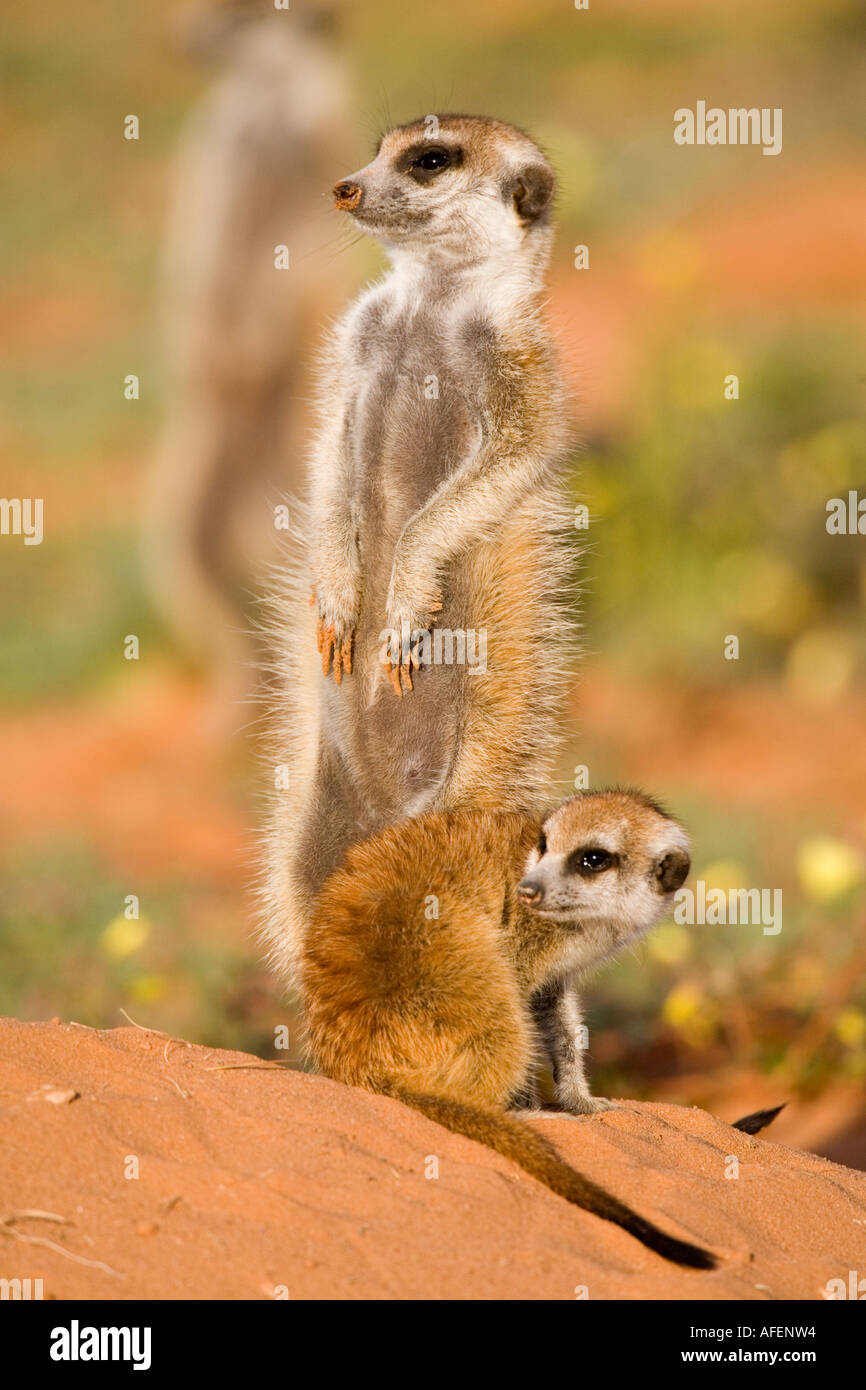 suricate with young Stock Photo - Alamy