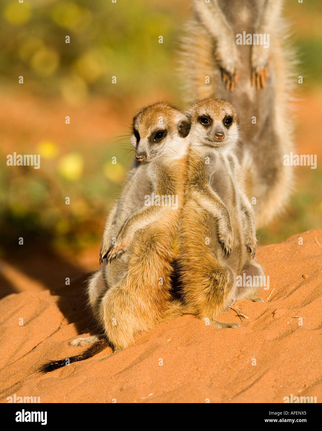 suricate youngsters playing Stock Photo - Alamy